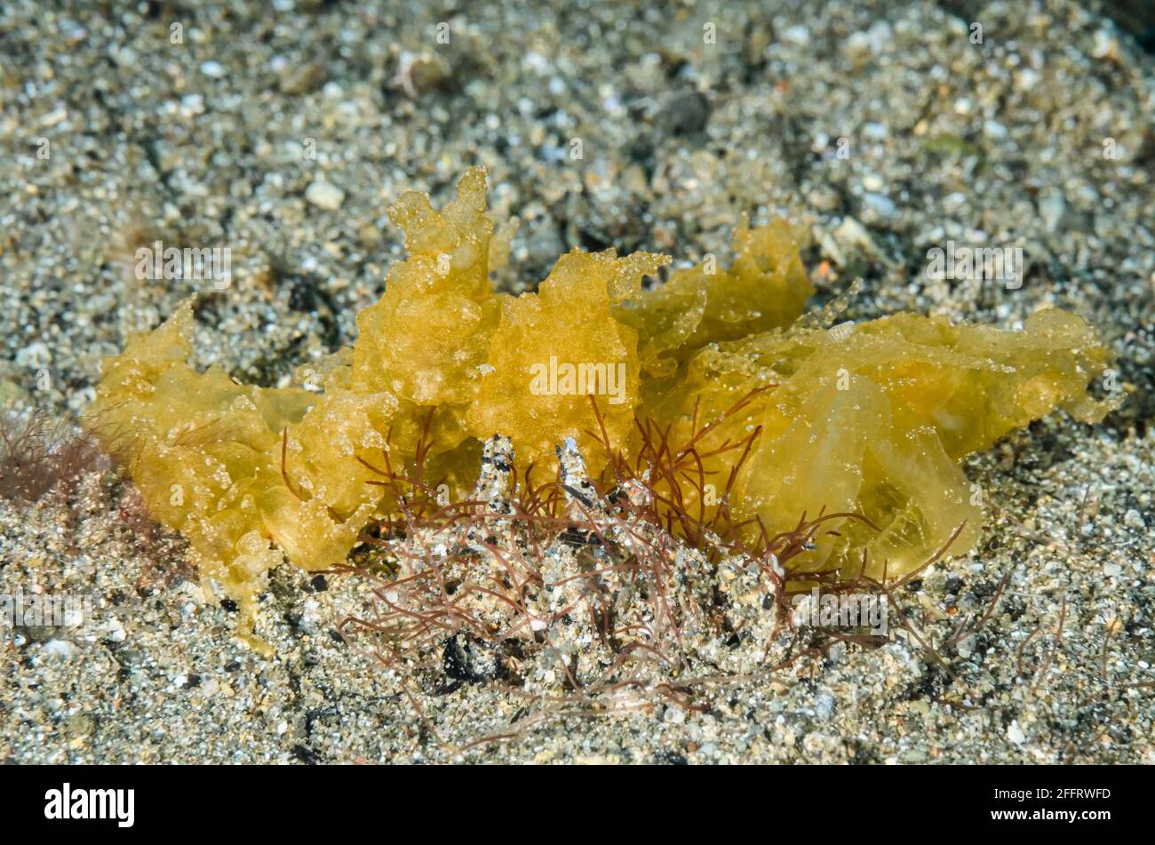 Sea slug or nudibranch, Melibe sp., Anilao, Batangas, Philippines ...