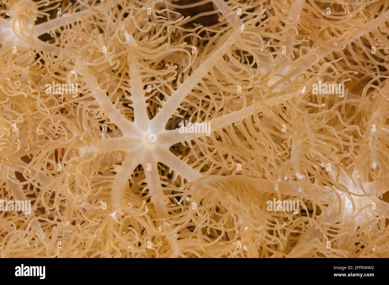 Soft coral polyps, Anthelia glauca, Anilao, Batangas, Philippines ...