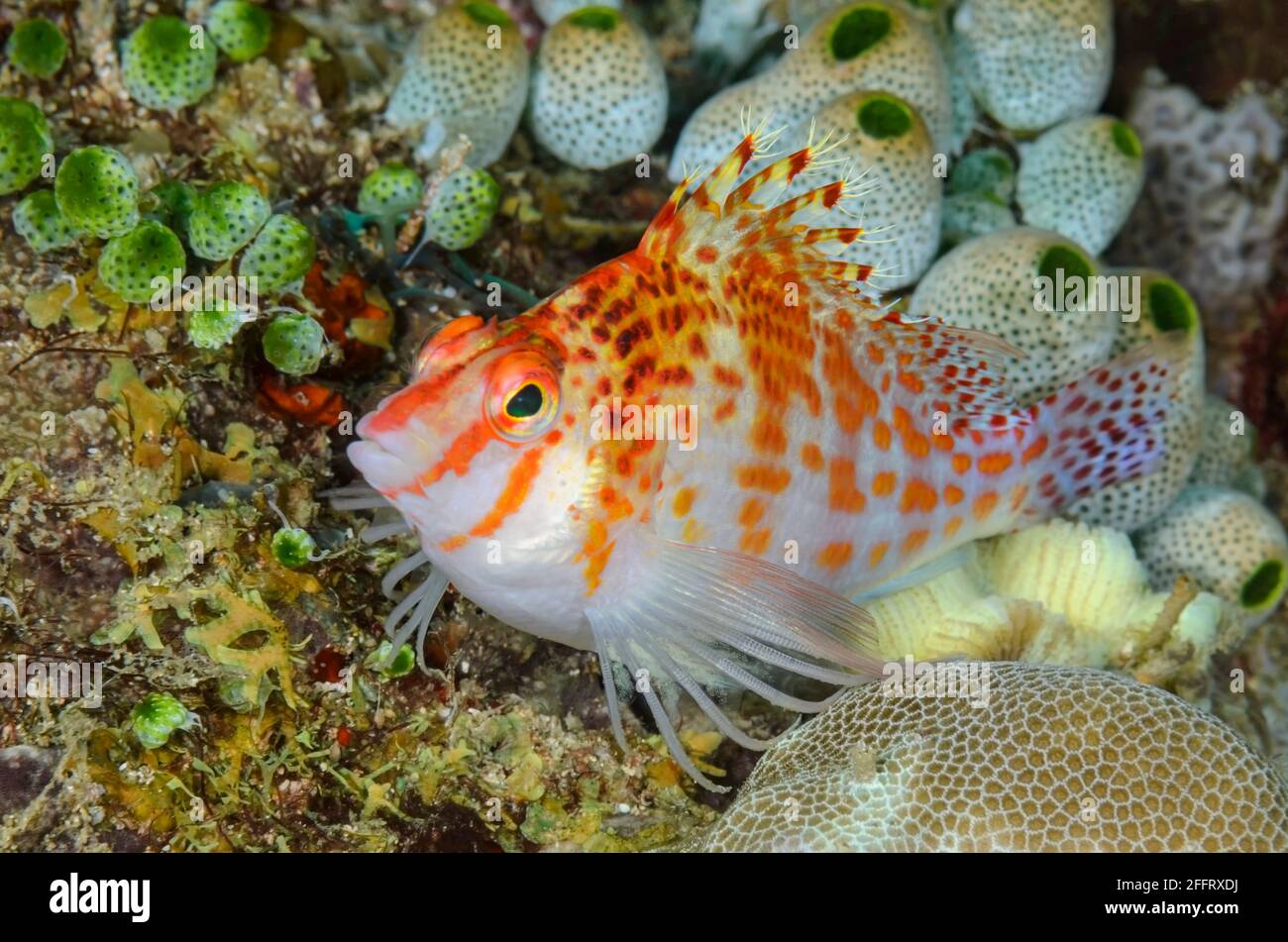 Dwarf hawkfish, Cirrhitichthys falco, Anilao, Batangas, Philippines ...