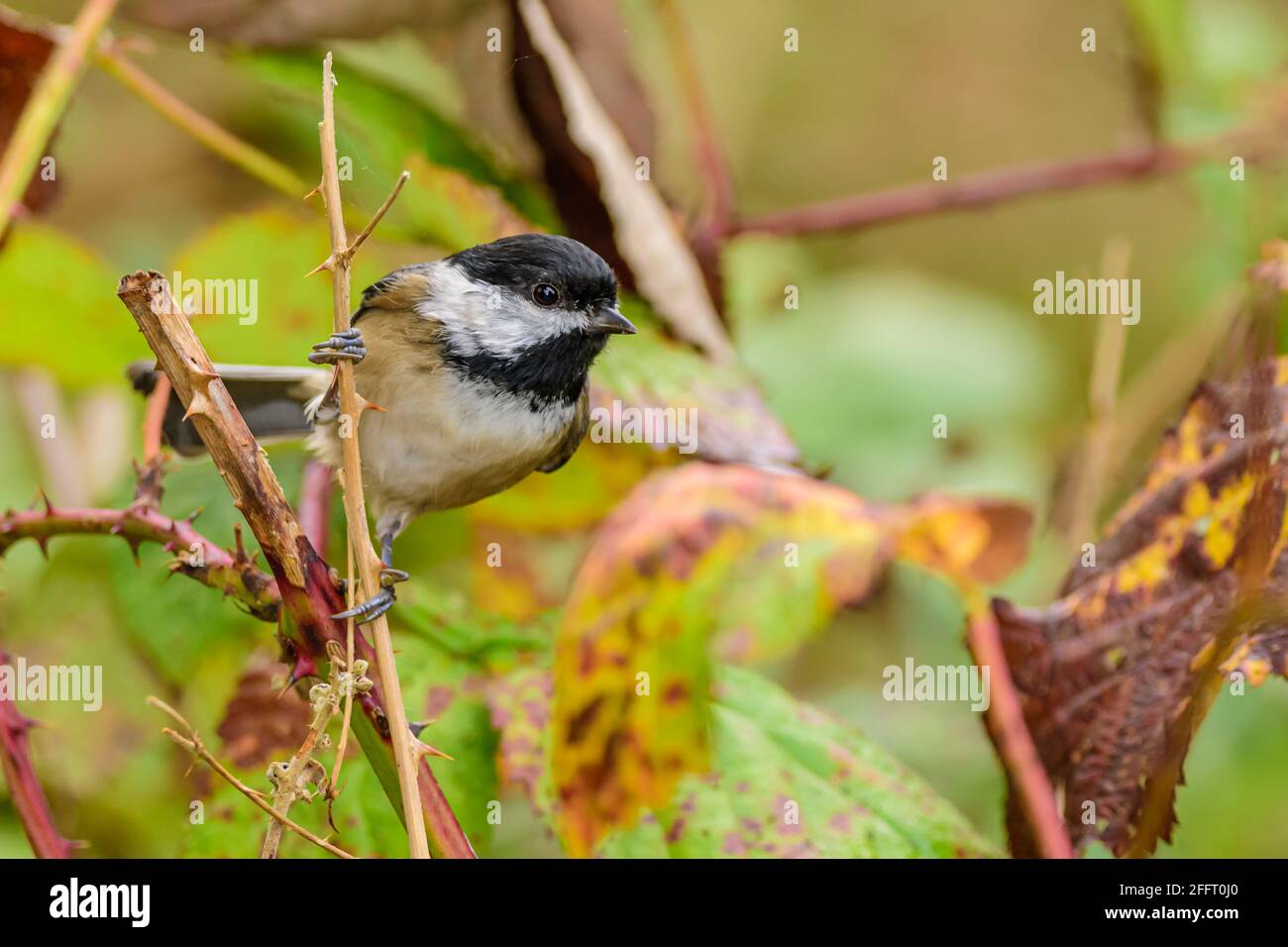 Massachusetts state bird hi-res stock photography and images - Alamy