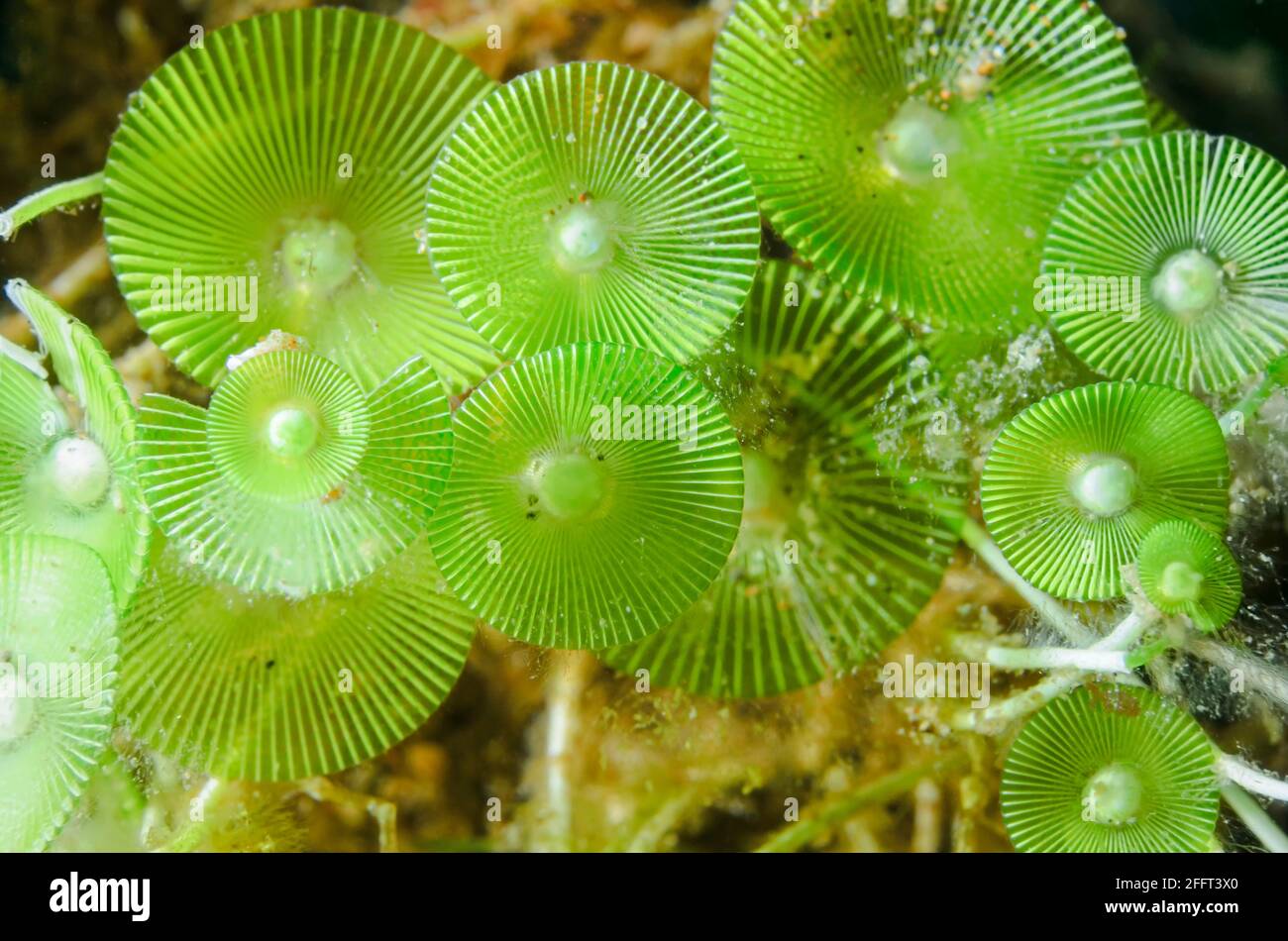 Umbrella alga hi-res stock photography and images - Alamy