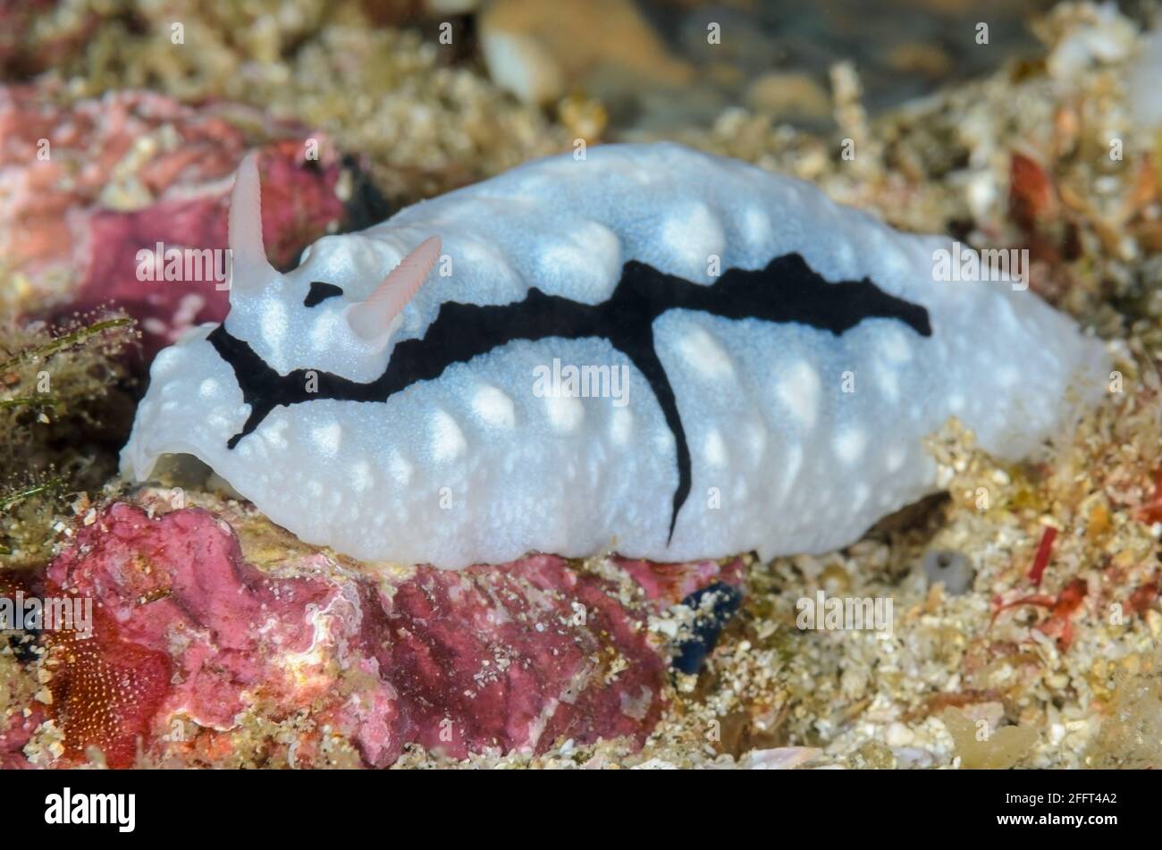 Sea Slug or Nudibranch, Phyllidiopsis shireenae, Anilao, Batangas ...