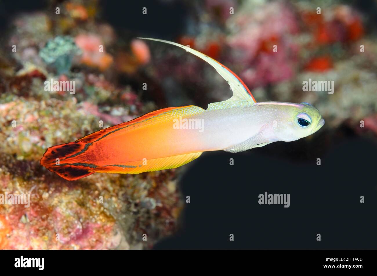 Fire dartfish, Nemateleotris magnifica, Anilao, Batangas, Philippines ...