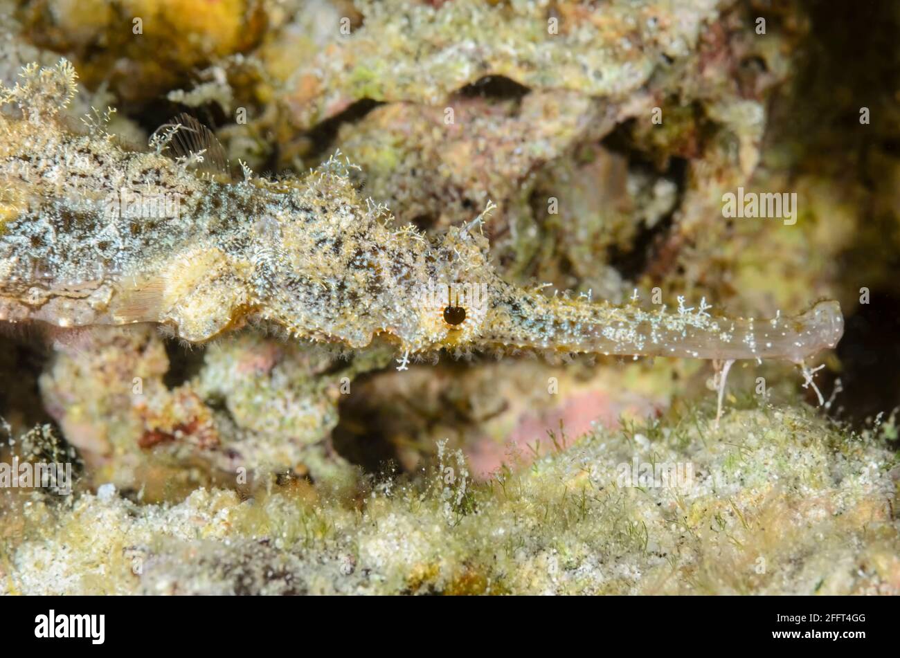 Winged pipefish, Halicampus macrorhynchus, Anilao, Batangas ...