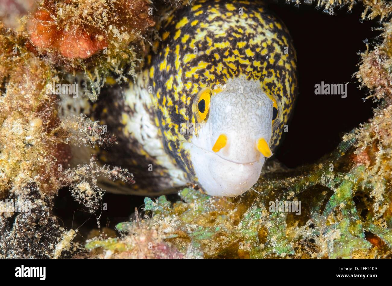Snowflake moray, Echidna nebulosa, Anilao, Batangas, Philippines ...
