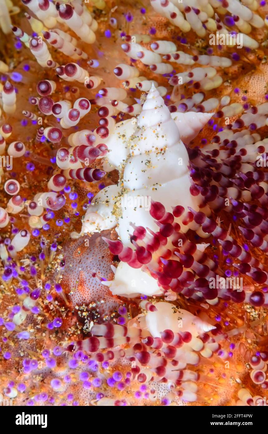 Parasitic snails, Luetzenia asthenosomae, on Fire Sea Urchin ...