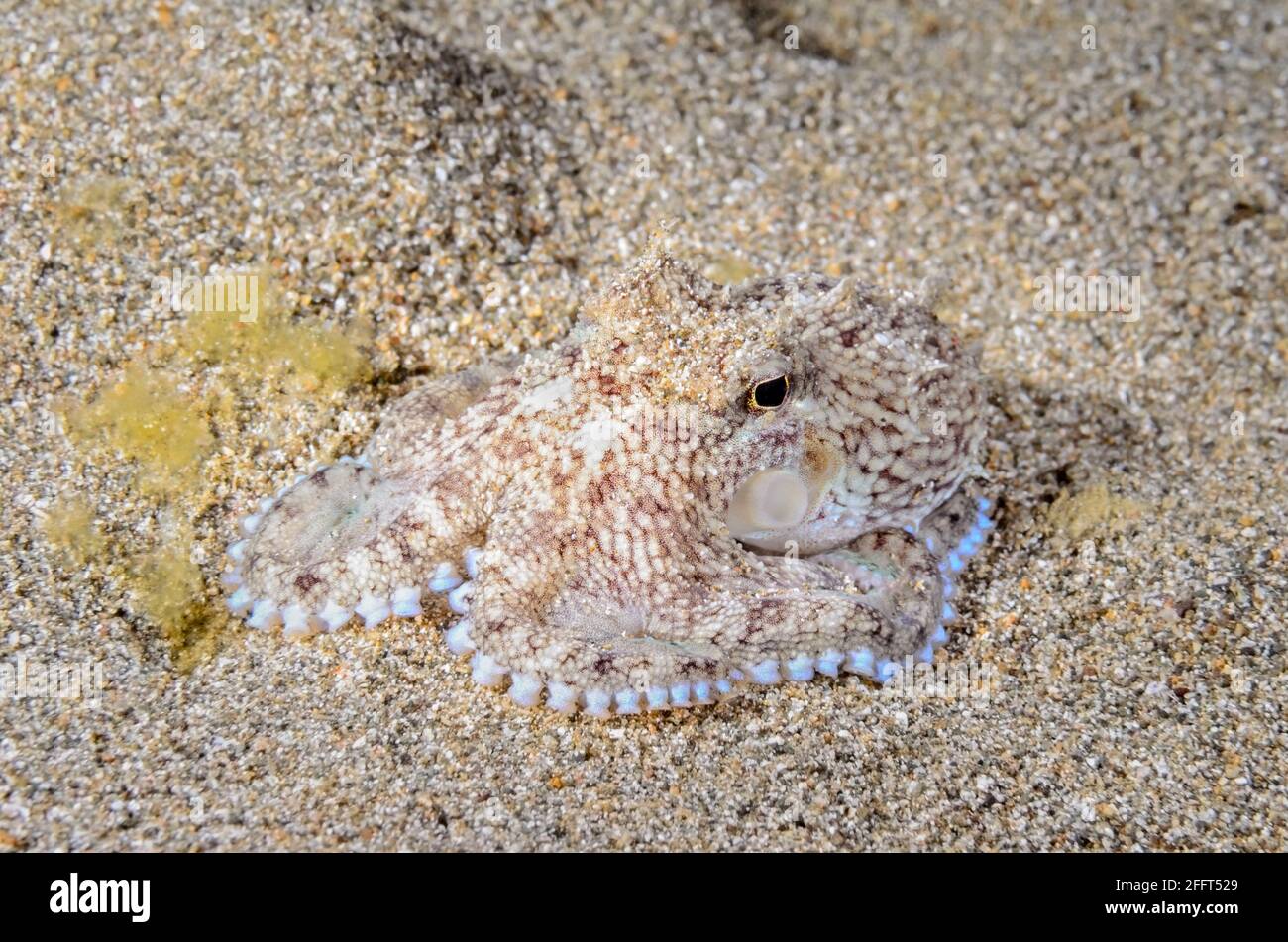 juvenile Coconut or veined octopus, Amphioctopus marginatus, Anilao ...