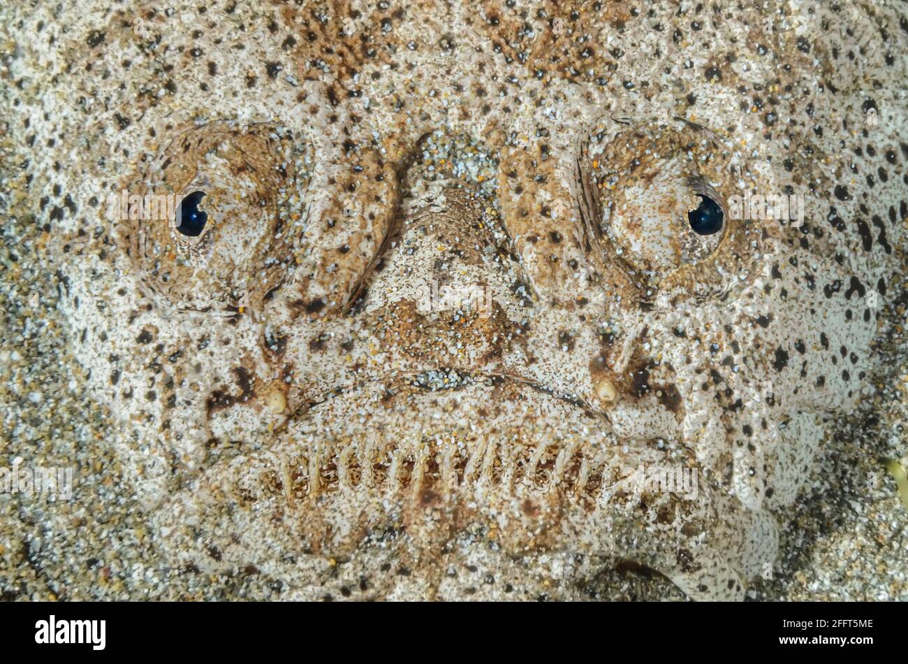 Whitemargin Stargazer, Uranoscopus sulphureus, Anilao, Batangas ...