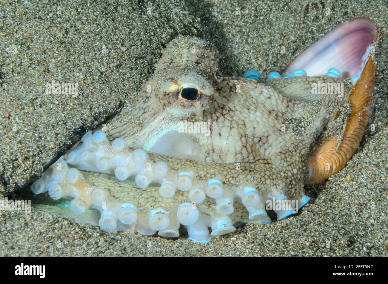 Coconut or veined octopus, Amphioctopus marginatus, Anilao, Batangas ...