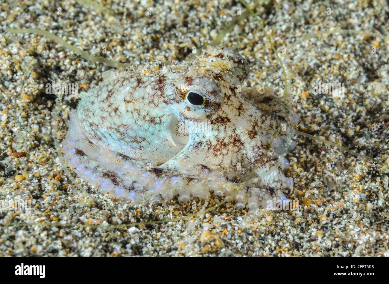 Coconut or veined octopus, Amphioctopus marginatus, Anilao, Batangas ...
