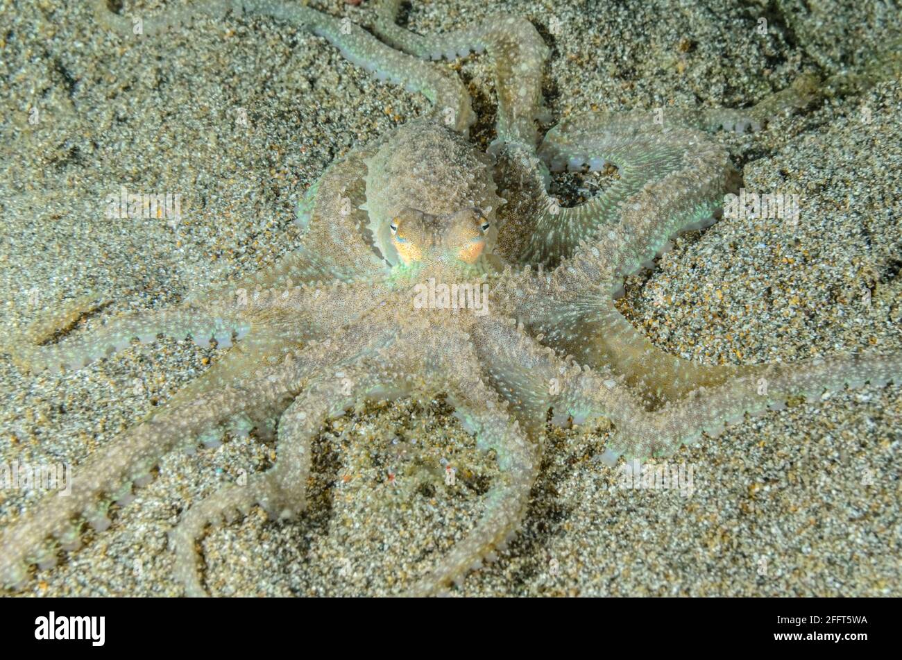 Longarm octopus, Abdopus sp., Anilao, Batangas, Philippines, Pacific ...
