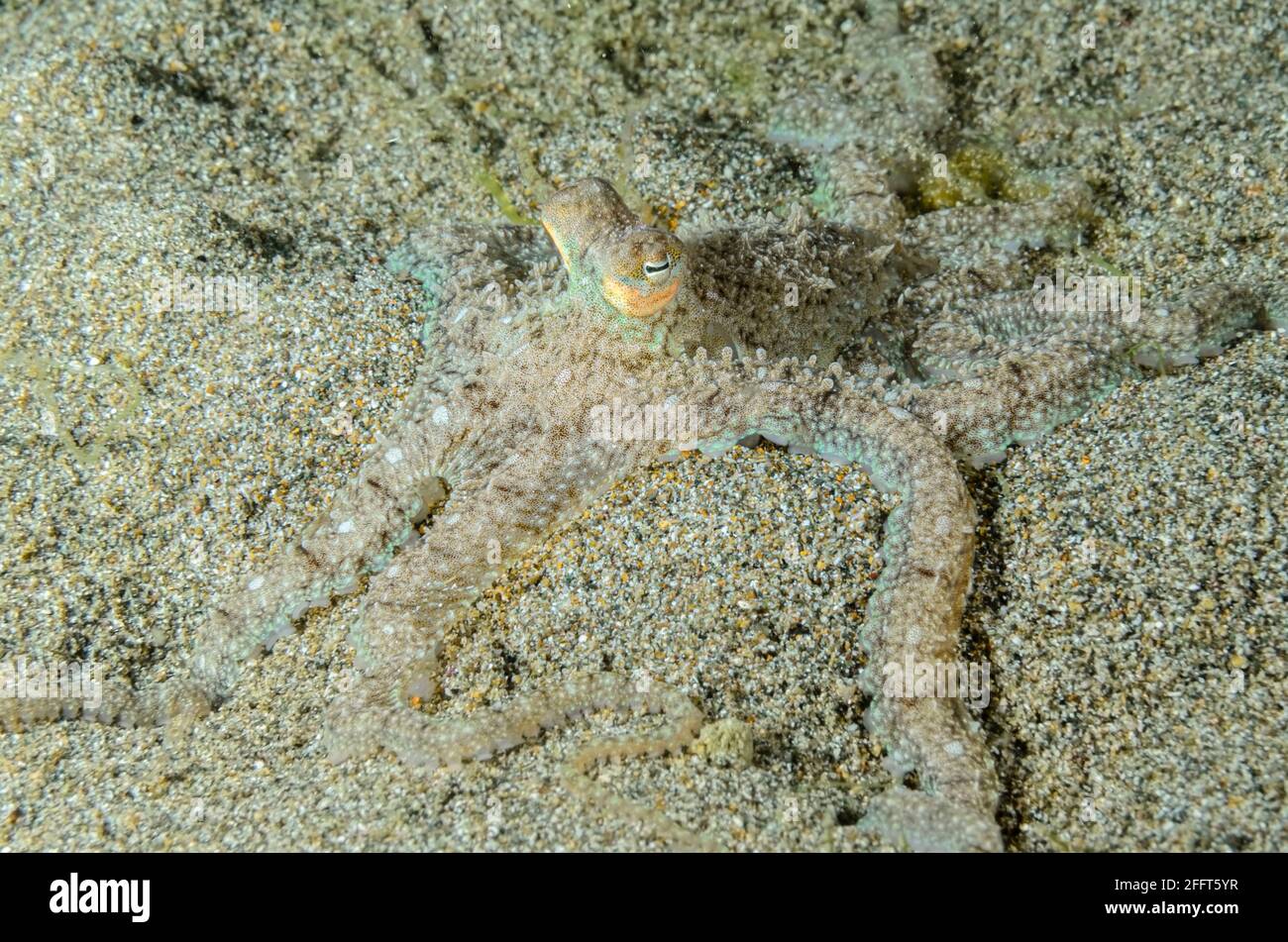 Longarm octopus, Abdopus sp., Anilao, Batangas, Philippines, Pacific ...