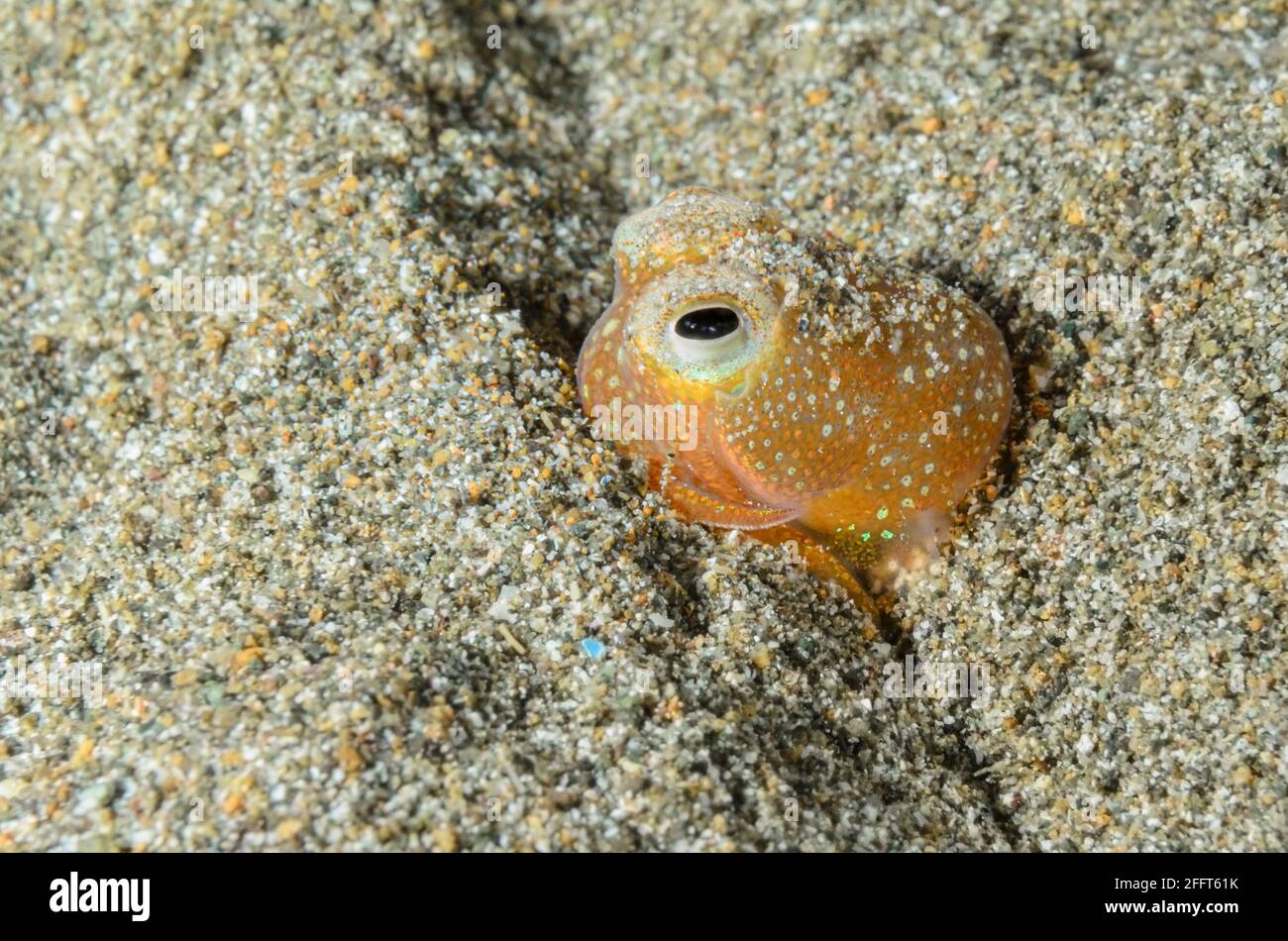 Tropical bottletail squid, Sepiadarium kochi, Anilao, Batangas ...