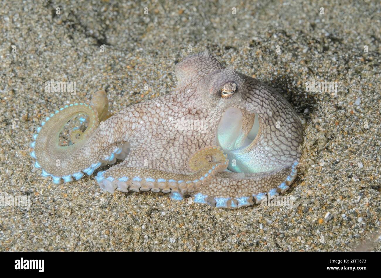 Coconut or veined octopus, Amphioctopus marginatus, Anilao, Batangas ...
