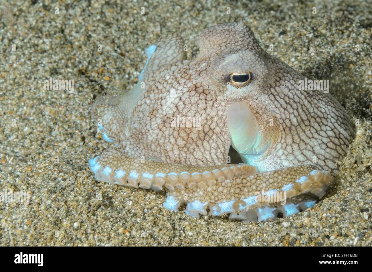 Coconut or veined octopus, Amphioctopus marginatus, Anilao, Batangas, Philippines, Pacific Stock ...