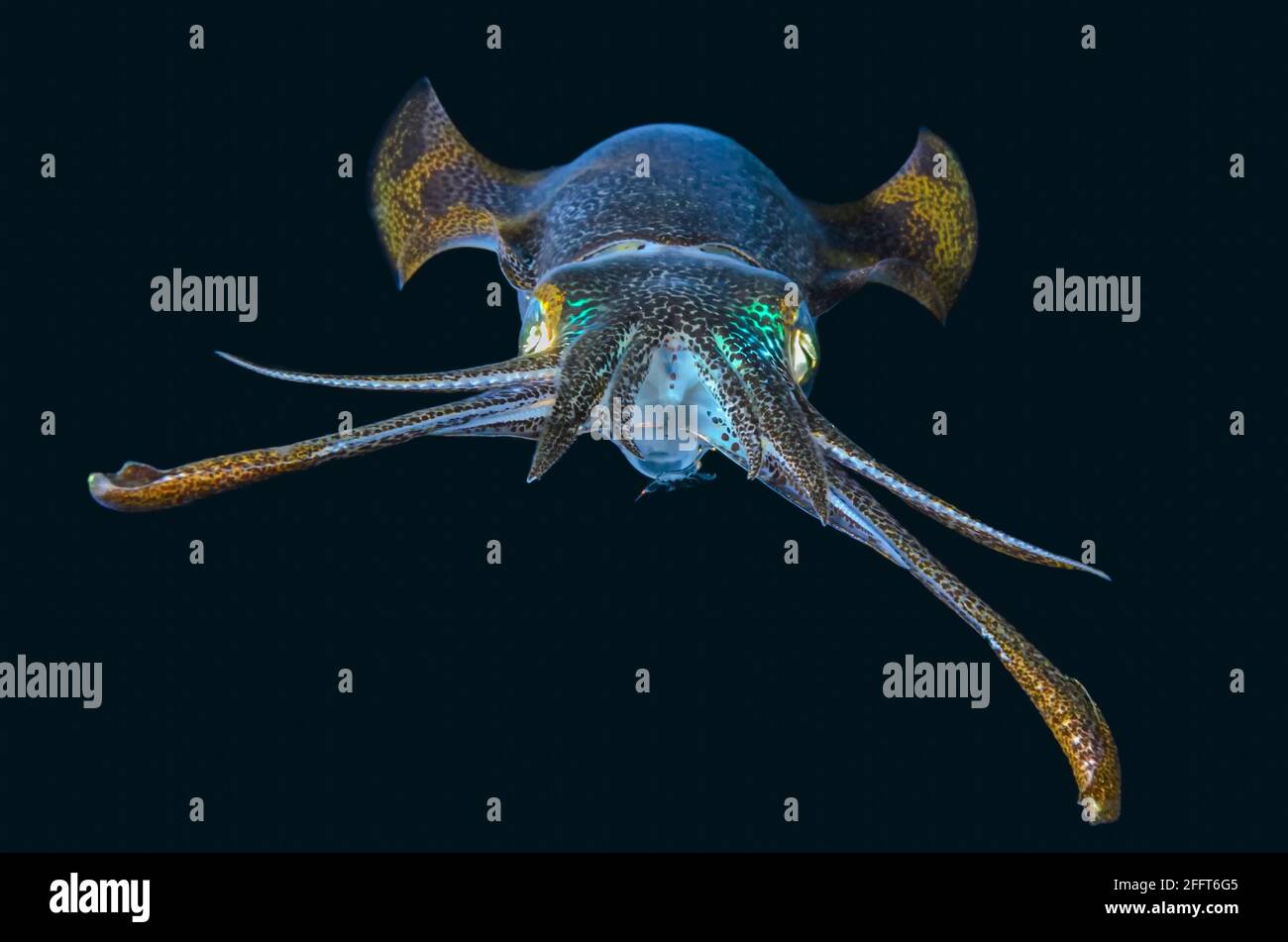 Bigfin reef squid, Sepiotheuthis lessoniana, Anilao, Batangas ...