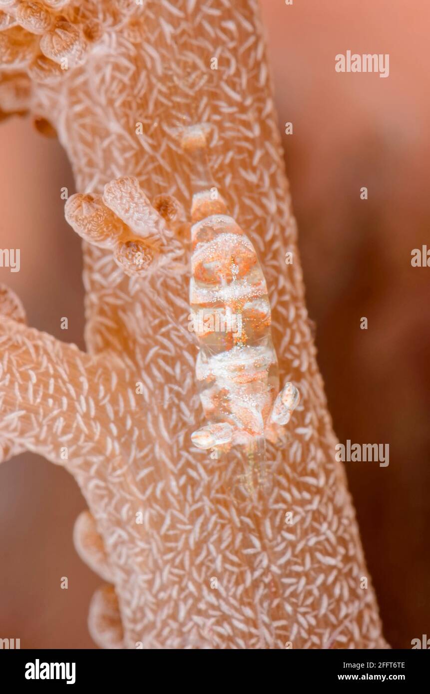Broken-back shrimp, Hamodactylus noumeae, Anilao, Batangas, Philippines ...