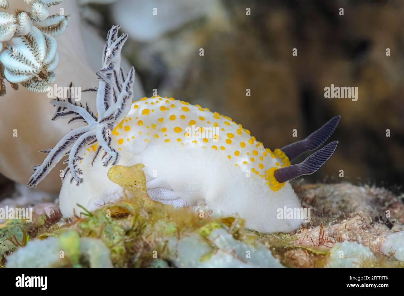 Slug laying eggs hi-res stock photography and images - Alamy