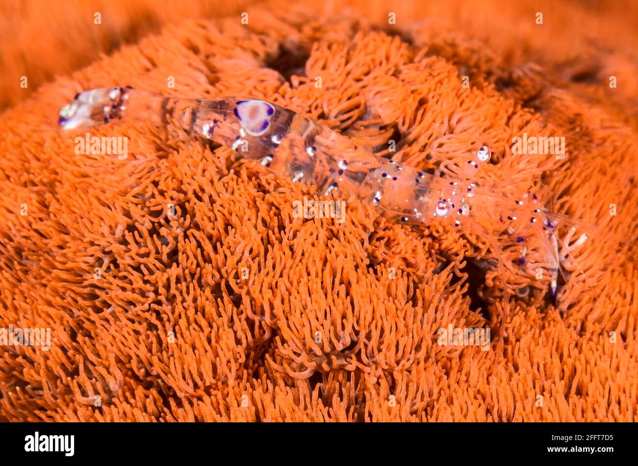 Commensal shrimp, Ancylomenes sp., on Night anemone, Phyllodiscus ... Commensal shrimp, Ancylomenes sp., on Night anemone, Phyllodiscus ...