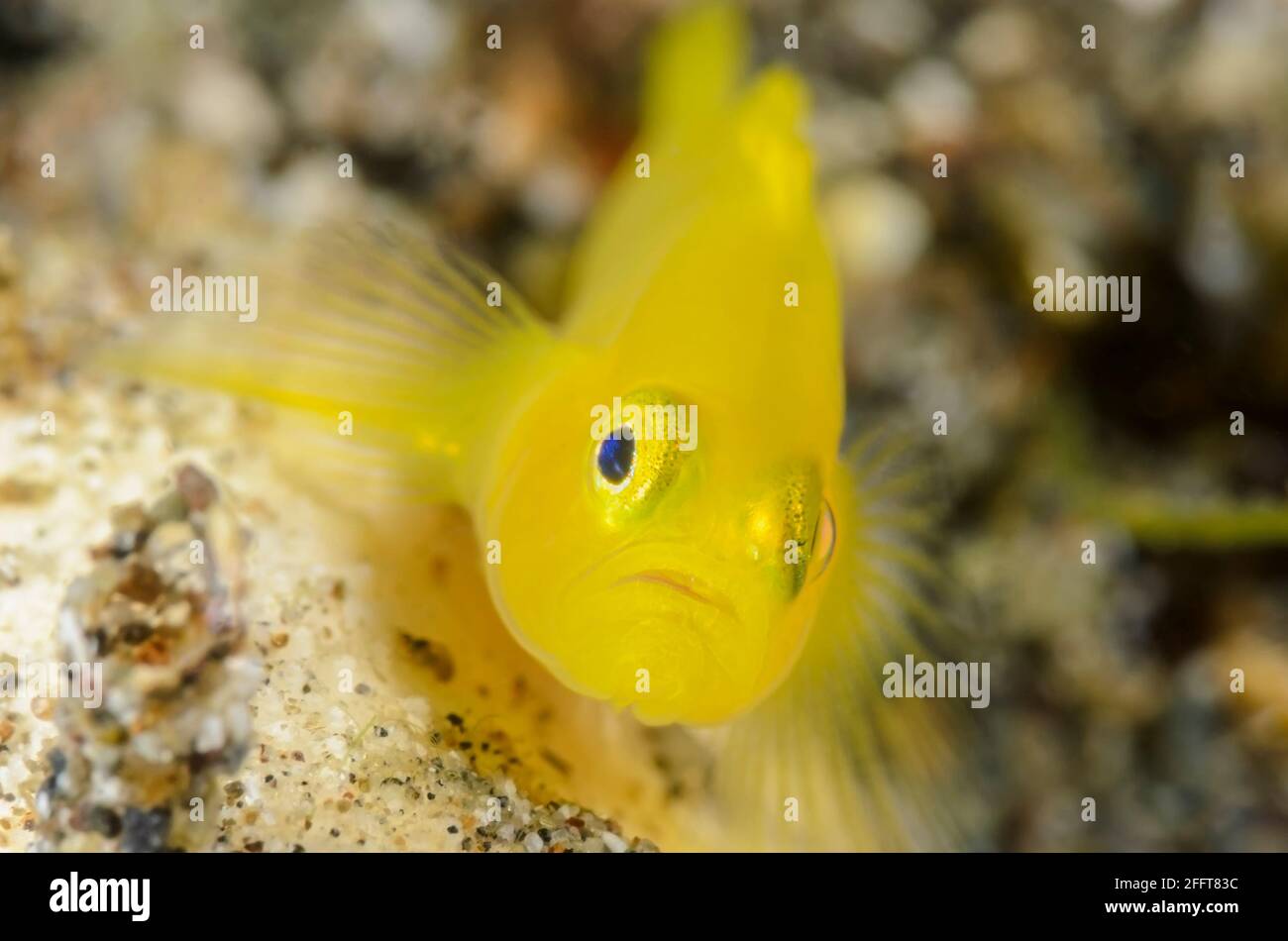 Lemon goby, Lubricogobius exiguus, Anilao, Batangas, Philippines ...