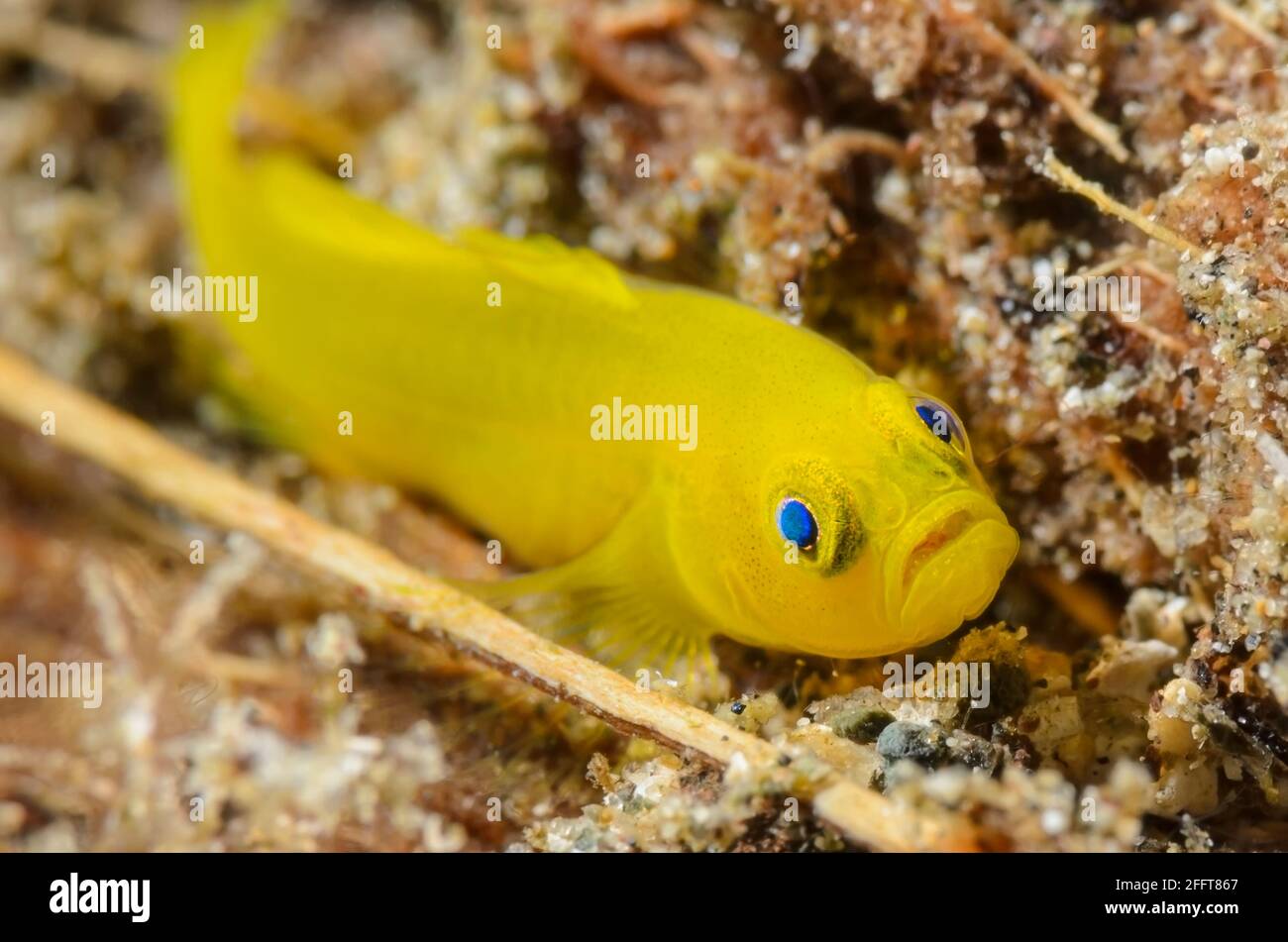 Lemon goby, Lubricogobius exiguus, Anilao, Batangas, Philippines ...