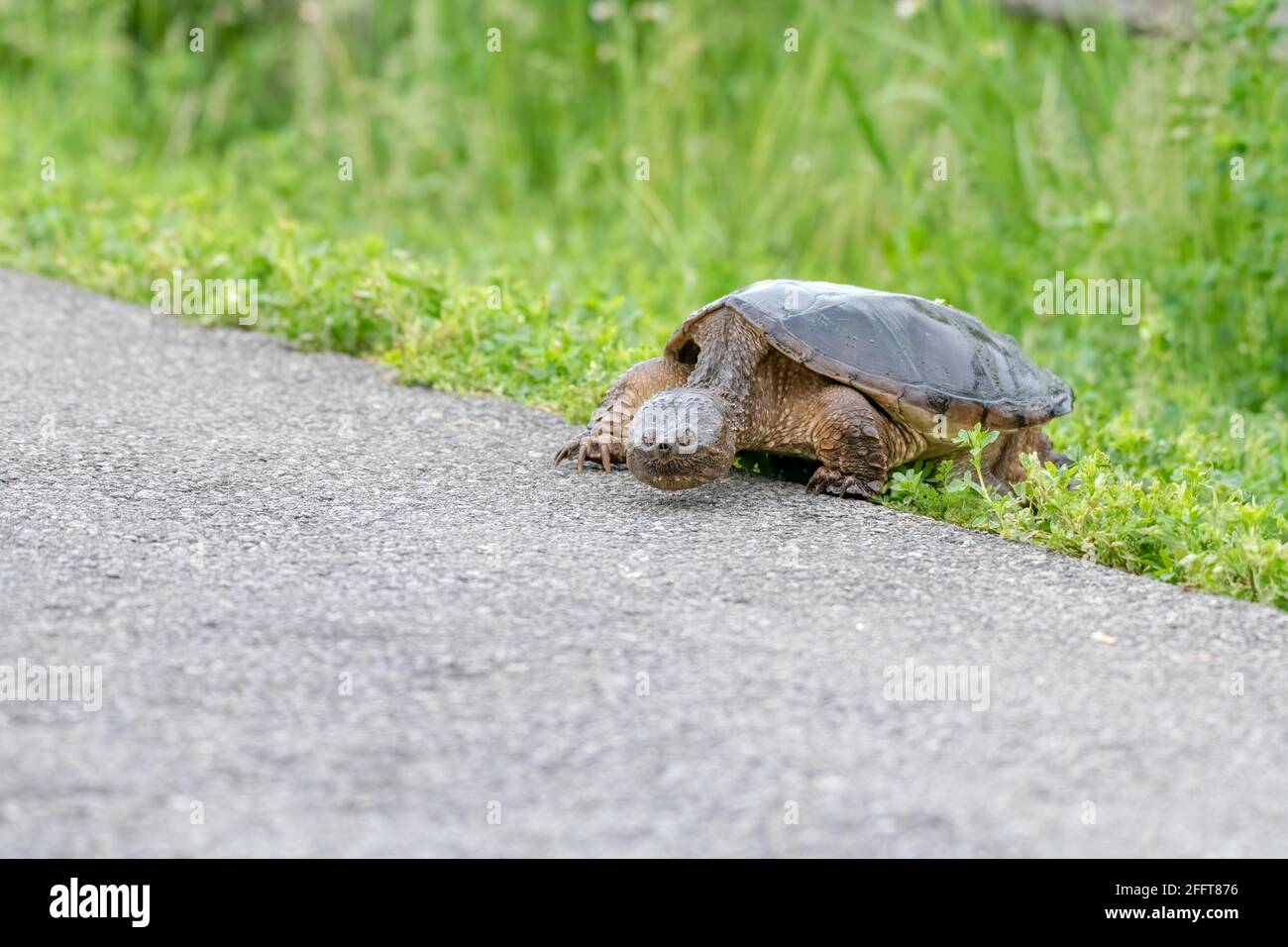 Snapping turtle crossing a path in summer Stock Photo - Alamy