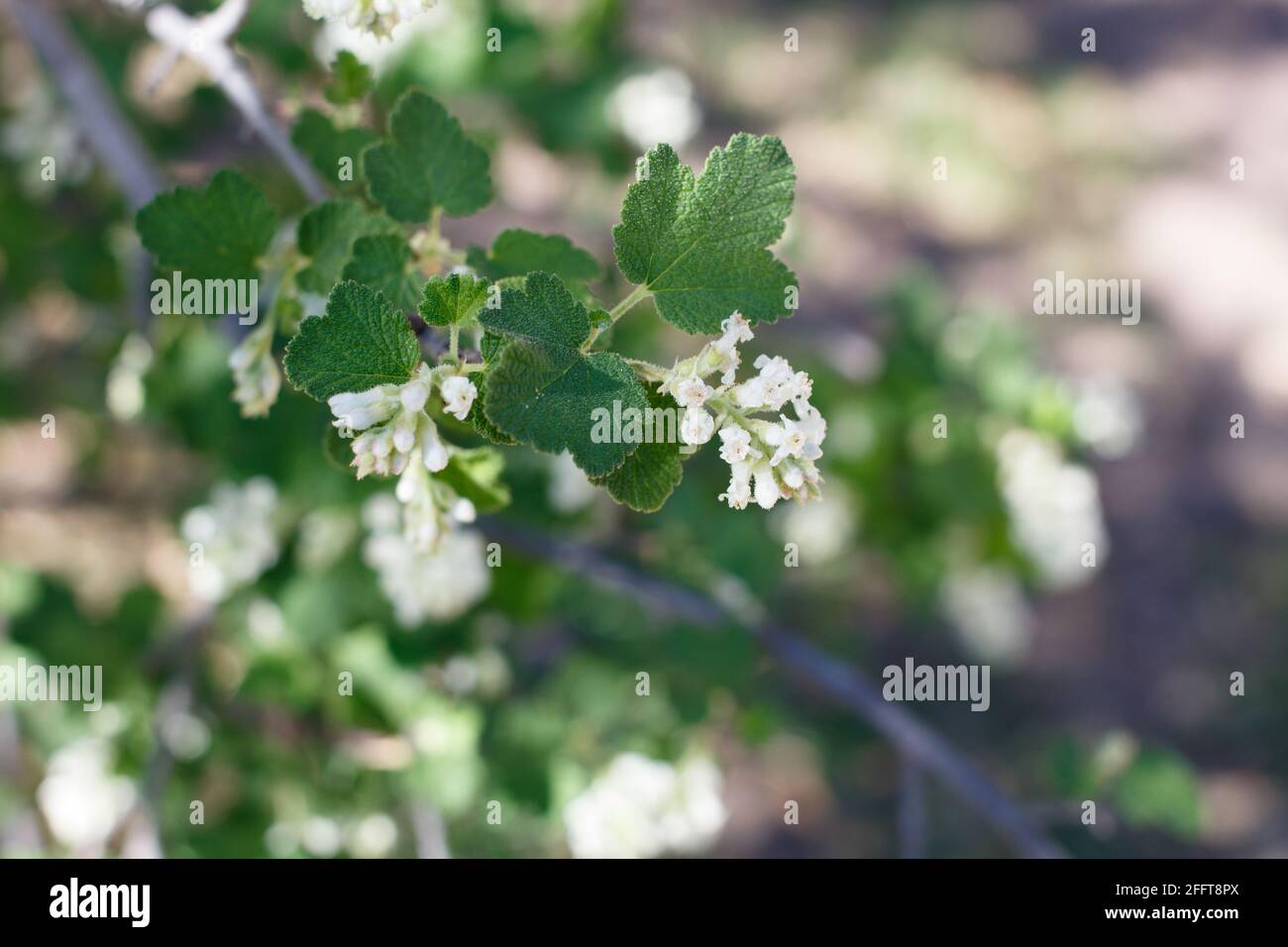 Family grossulariaceae hi-res stock photography and images - Alamy