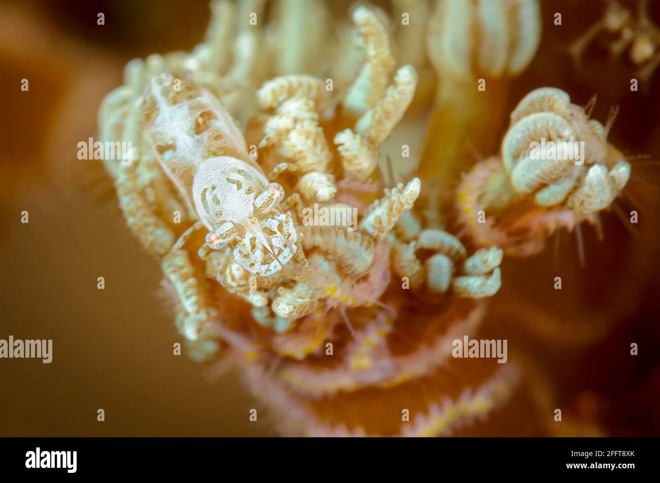 Xenia shrimp, Hippolyte commensalis, Anilao, Batangas, Philippines ...
