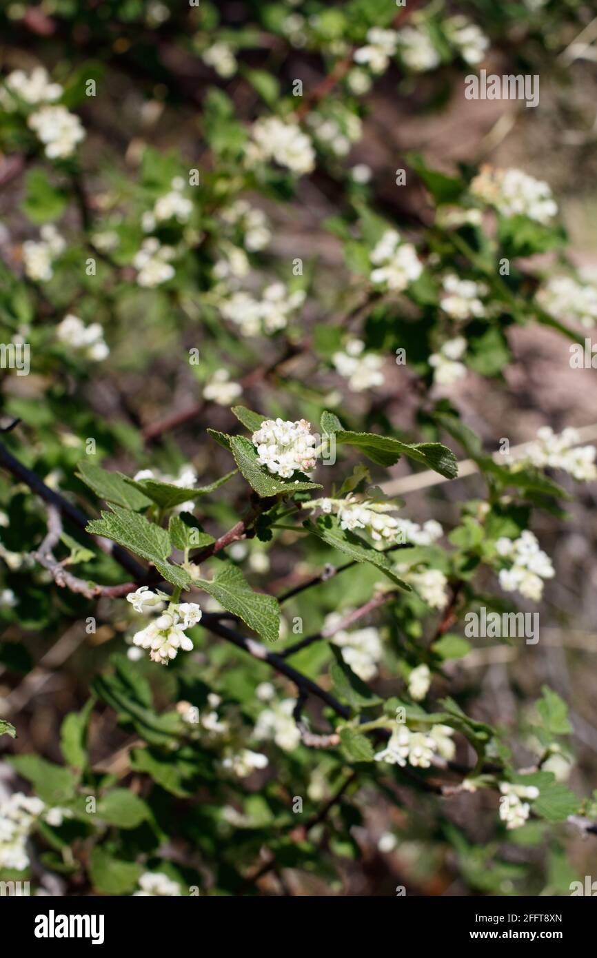 Family grossulariaceae hi-res stock photography and images - Alamy