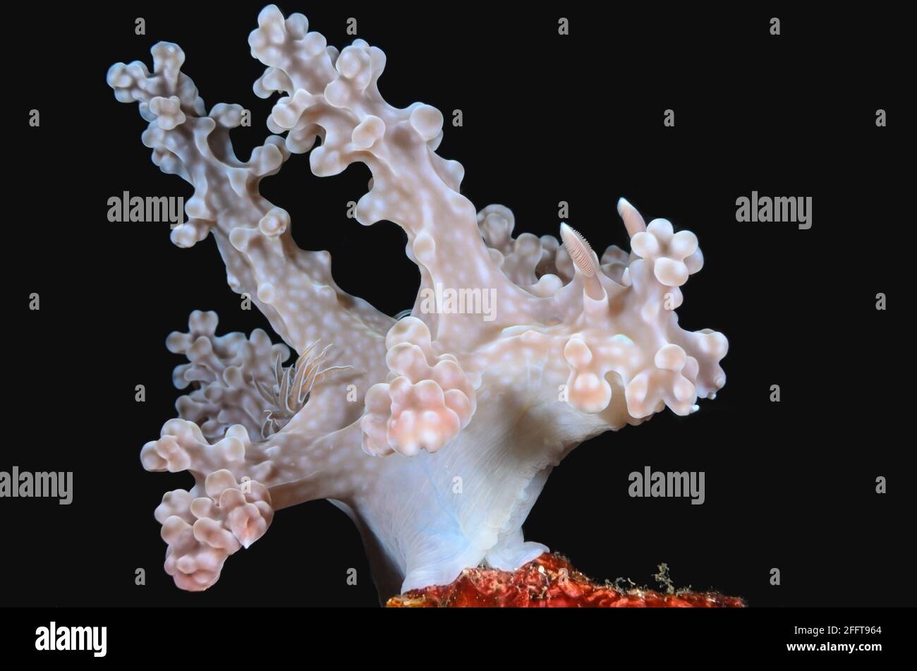 Mimicry sea hi-res stock photography and images - Alamy