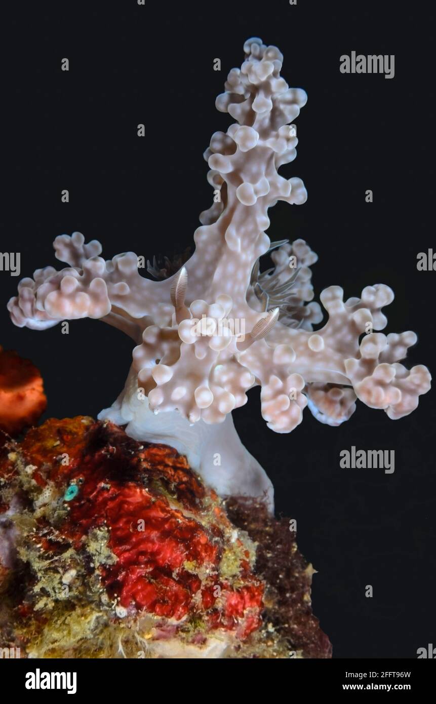 Mimicry sea hi-res stock photography and images - Alamy