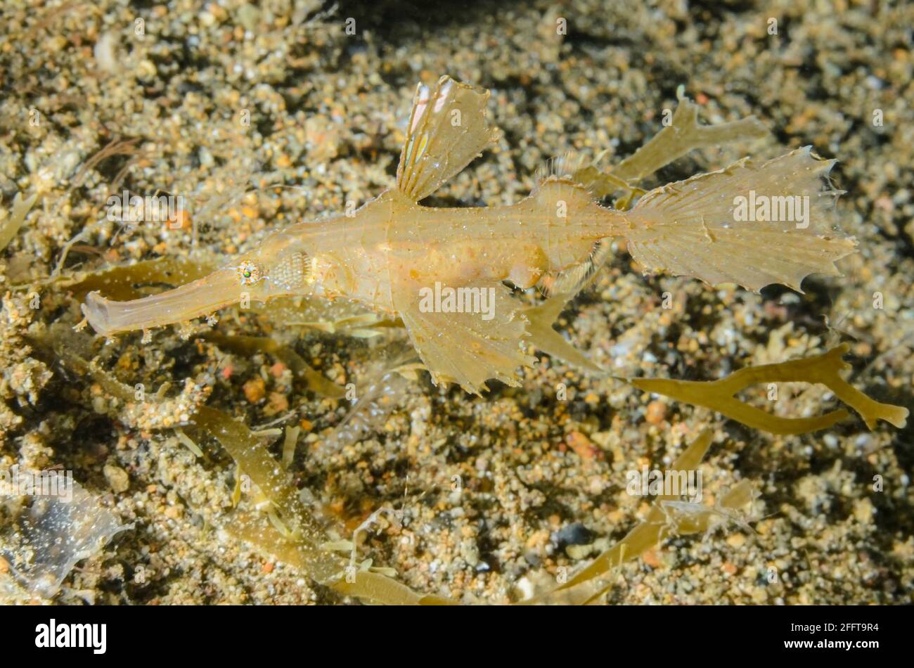 Robust ghost pipefish, Solenostomus cyanopterus, Anilao, Batangas ...
