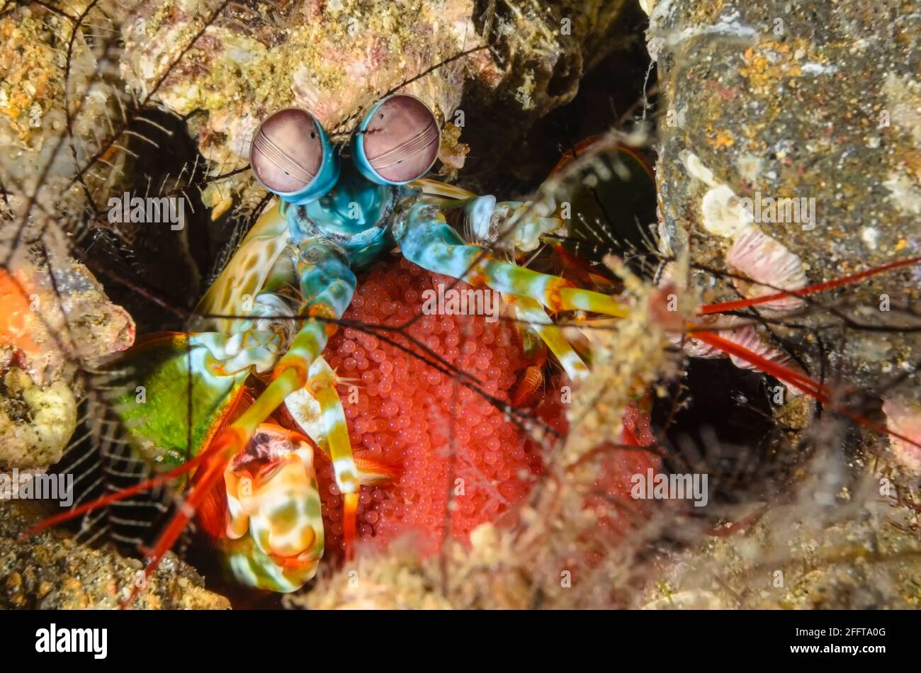 Peacock mantis shrimp, Odontodactylus scyllarus, Anilao, Batangas ...