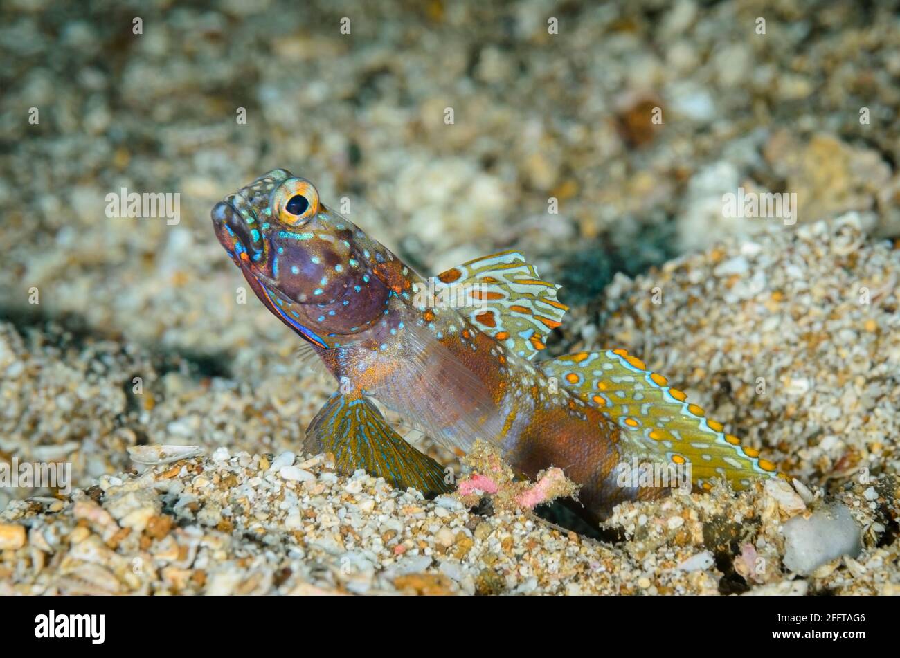 Wide-Barred shrimpgoby, Amblyeleotris latifasciata, Anilao, Batangas ...