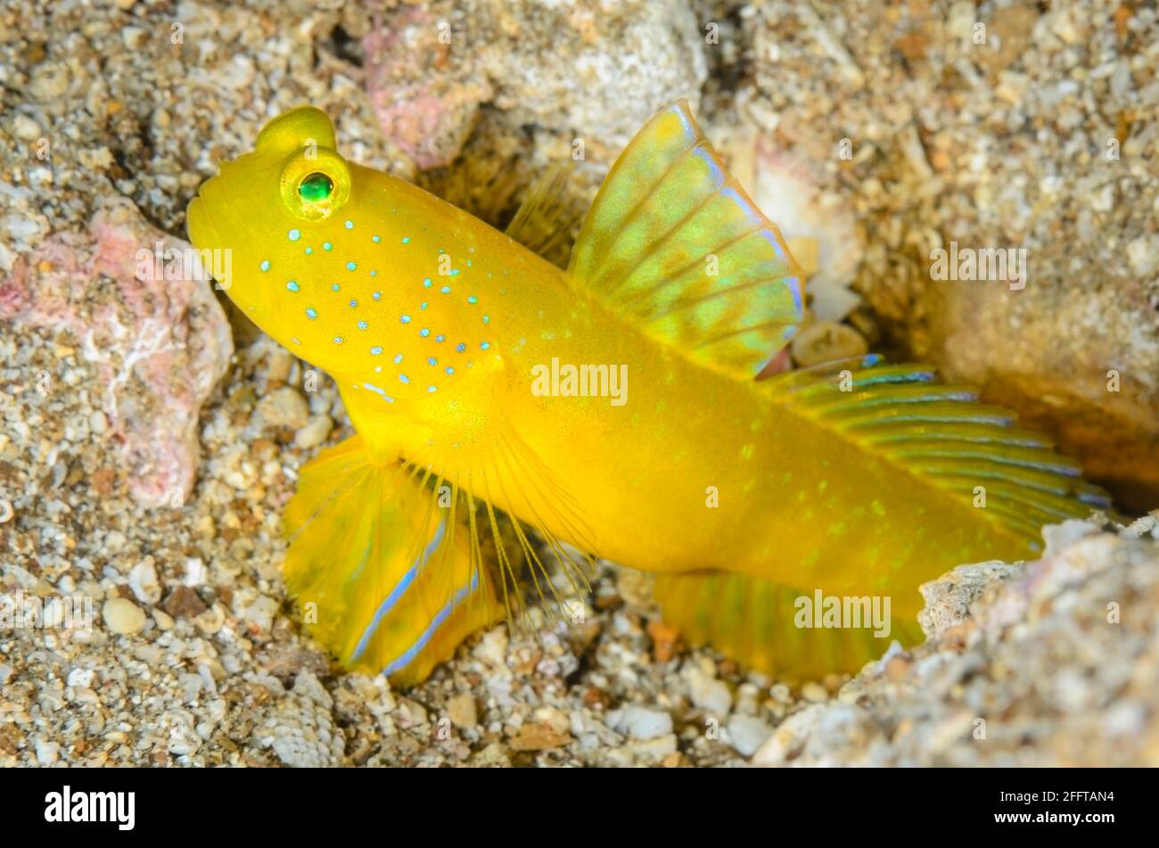 Banded shrimpgoby, Cryptocentrus cinctus, Anilao, Batangas, Philippines ...