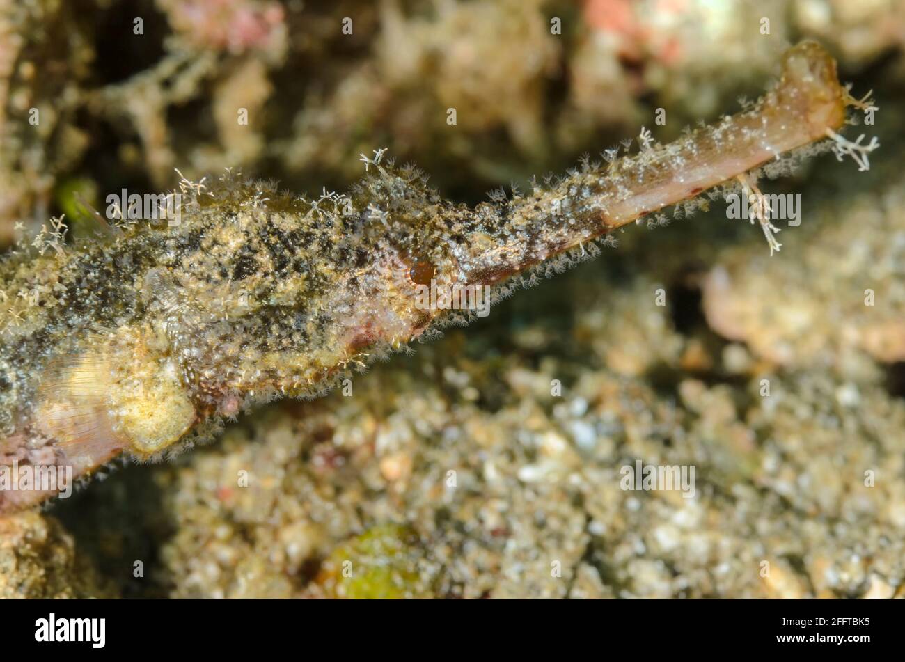 Winged pipefish, Halicampus macrorhynchus, Anilao, Batangas ...
