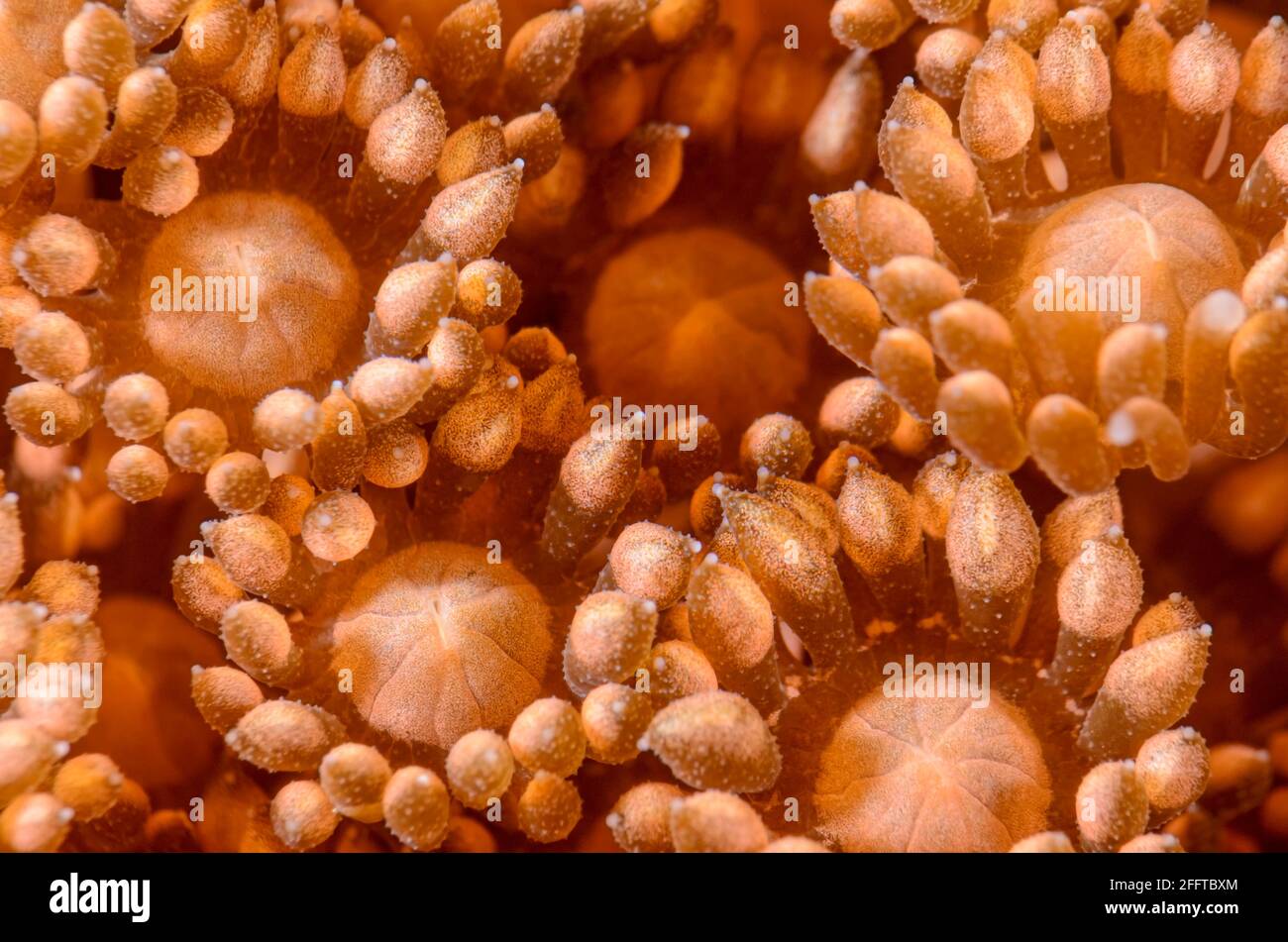 Flowerpot coral polyps, Goniopora sp., Anilao, Batangas, Philippines ...