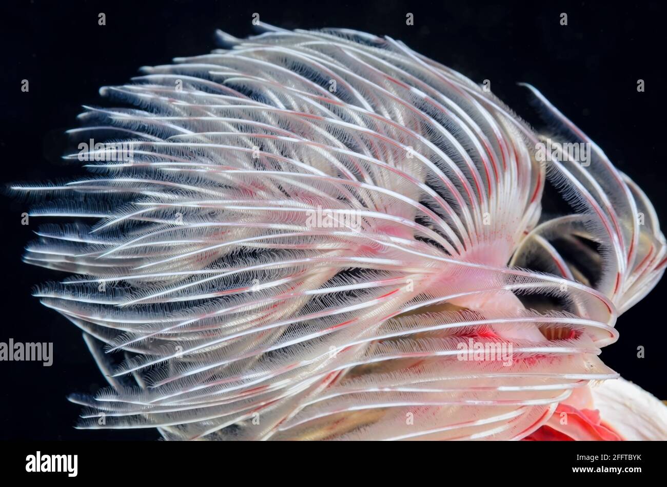 Worm coral hi-res stock photography and images - Alamy