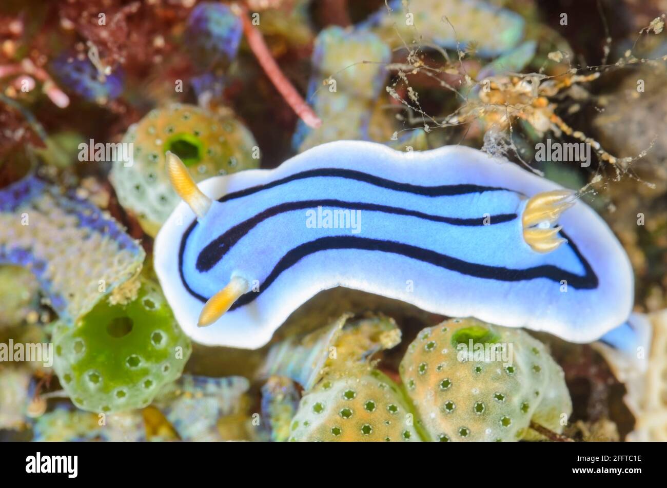 Sea Slug or Nudibranch, Chromodoris lochi, Anilao, Batangas ...