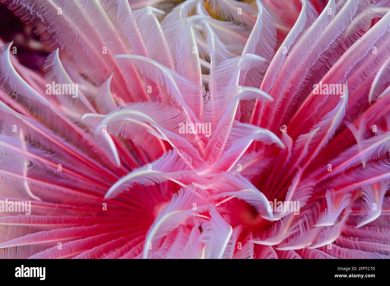 Marine polychaete tube worm hi-res stock photography and images - Alamy