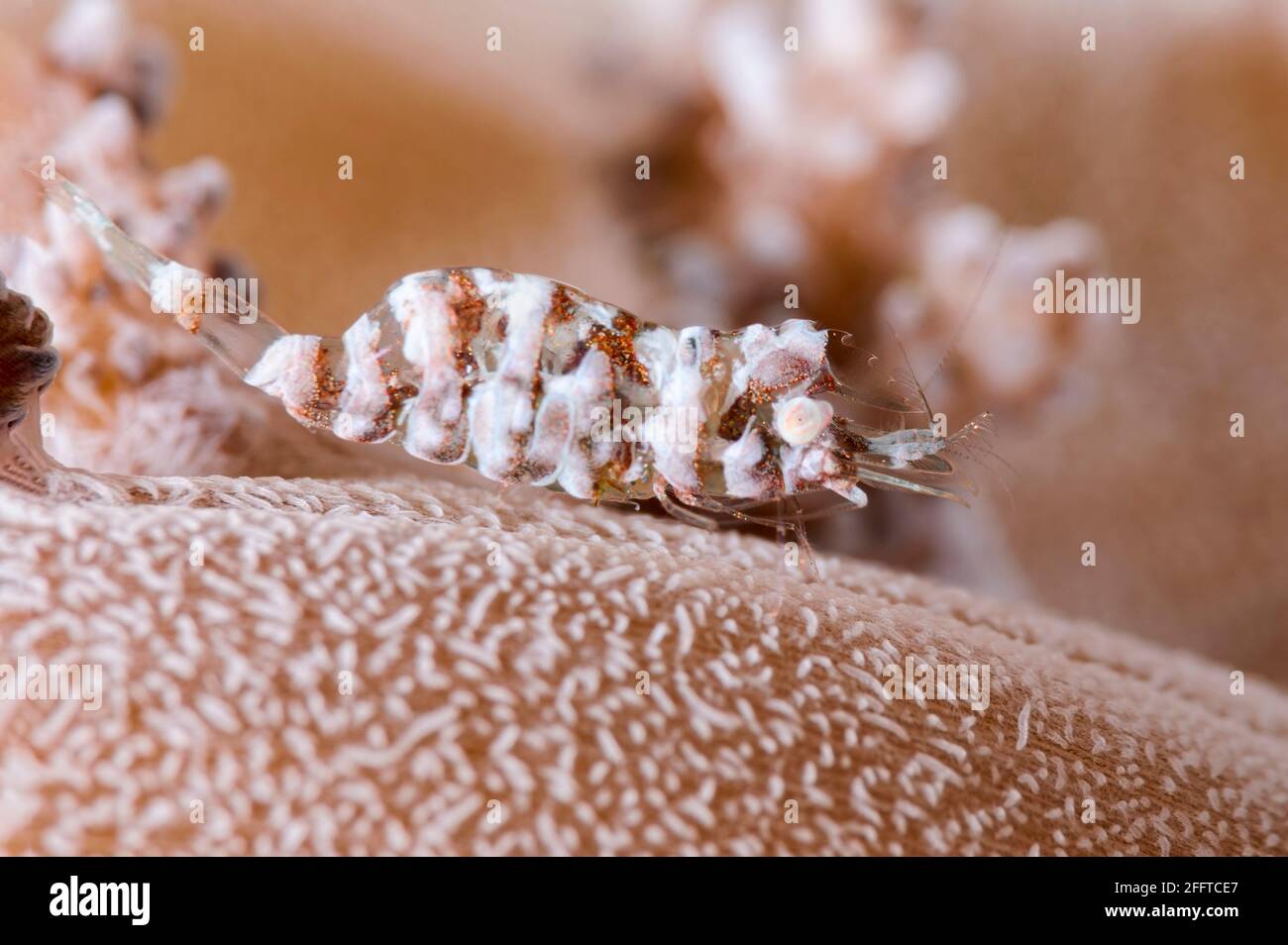 Broken-back shrimp, Hamodactylus noumeae, Anilao, Batangas, Philippines ...
