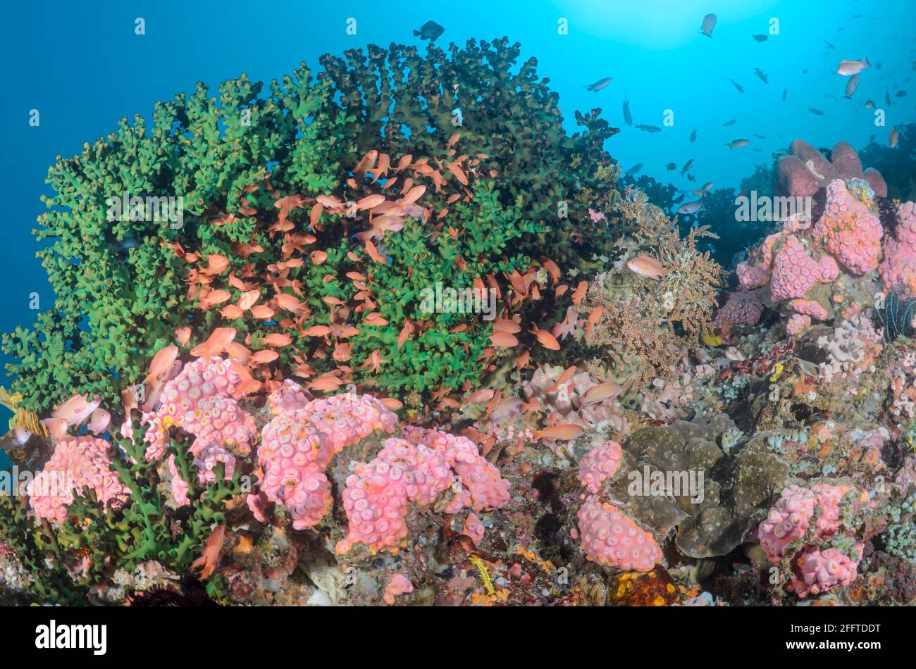 Reef scene with scalefin anthias, Pseudanthias squamipinnis, and Green ...