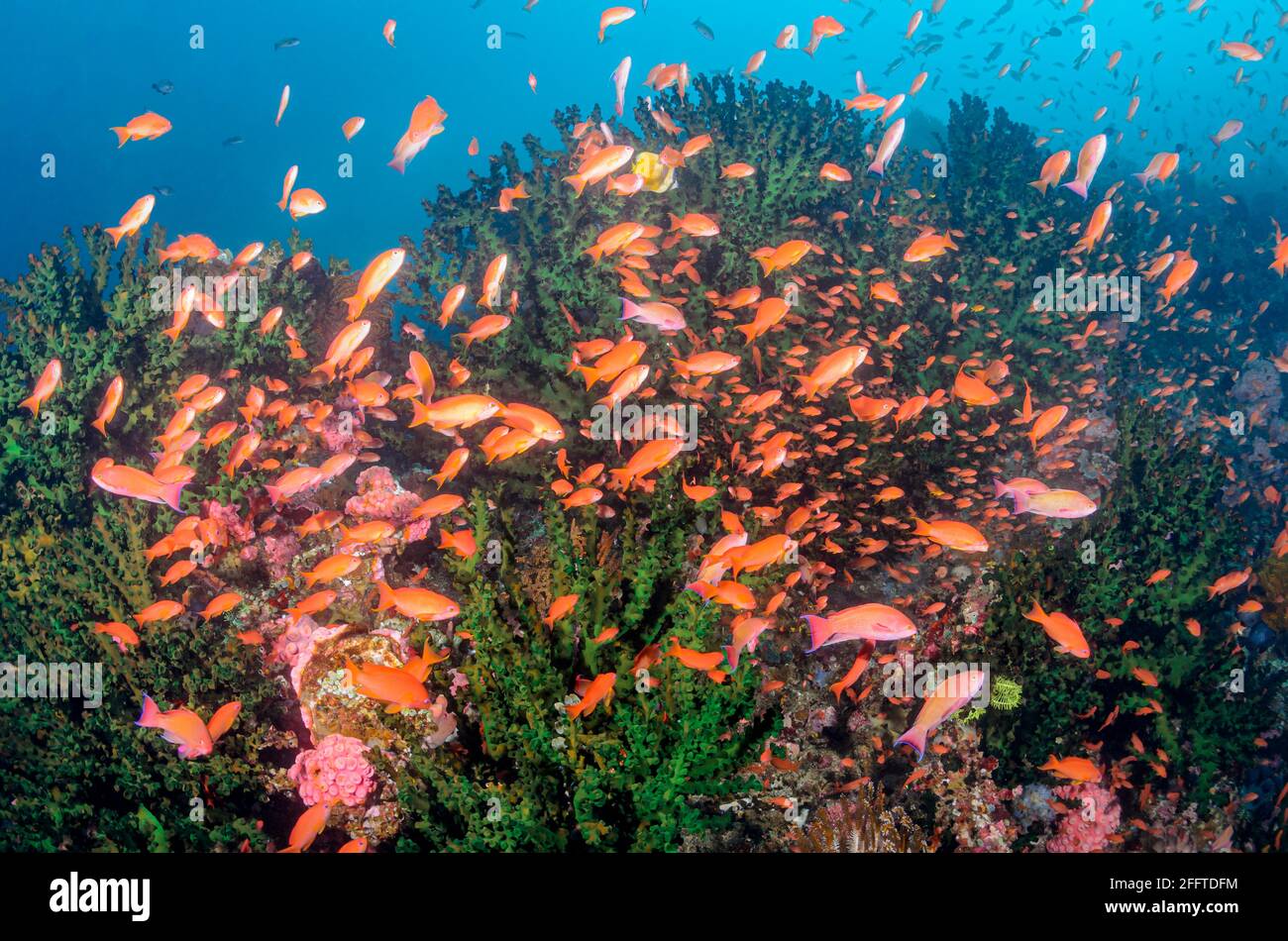Reef scene with scalefin anthias, Pseudanthias squamipinnis, and green ...