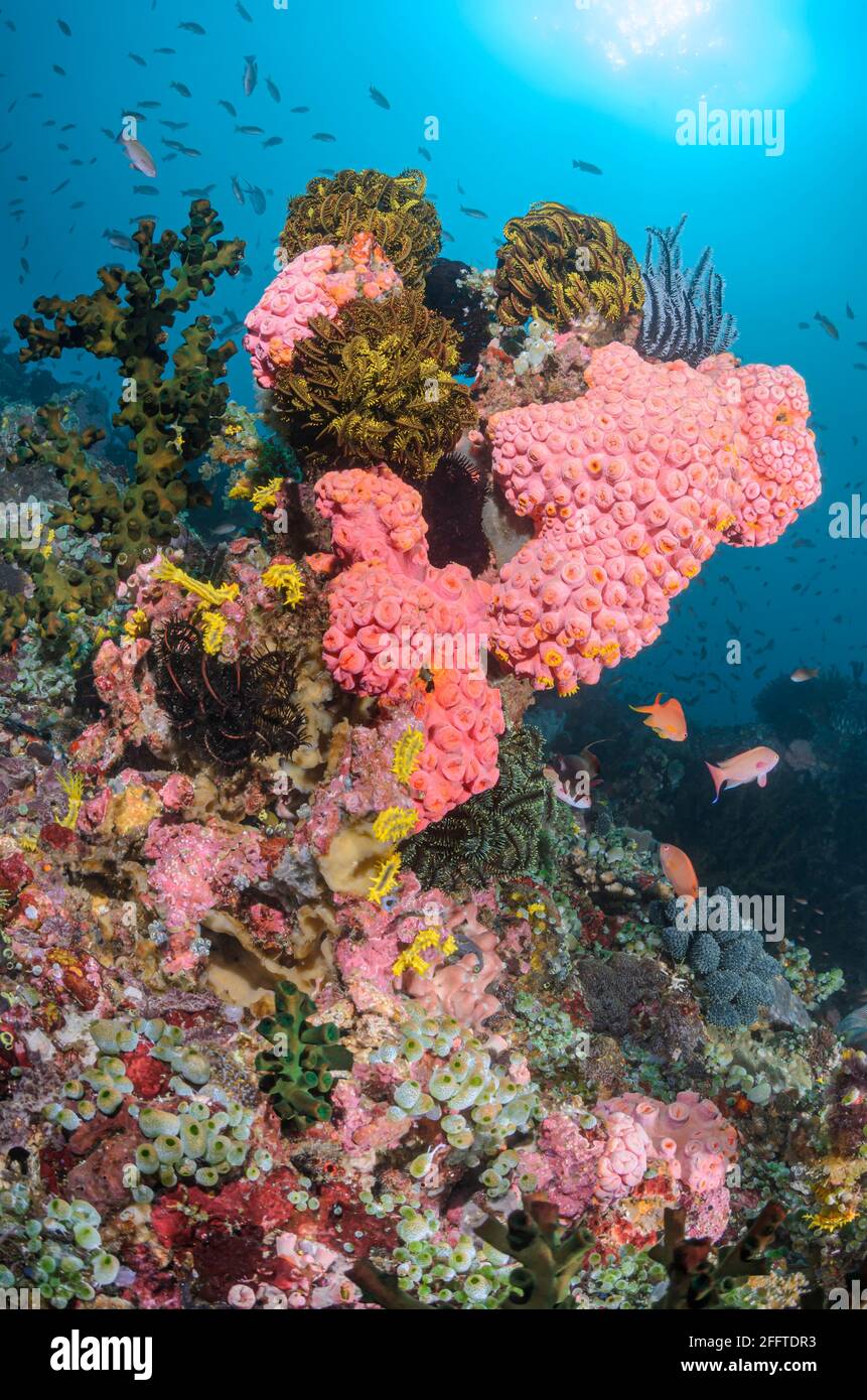 Orange and Green sun coral, Tubastraea faulkneri and Tubastraea ...