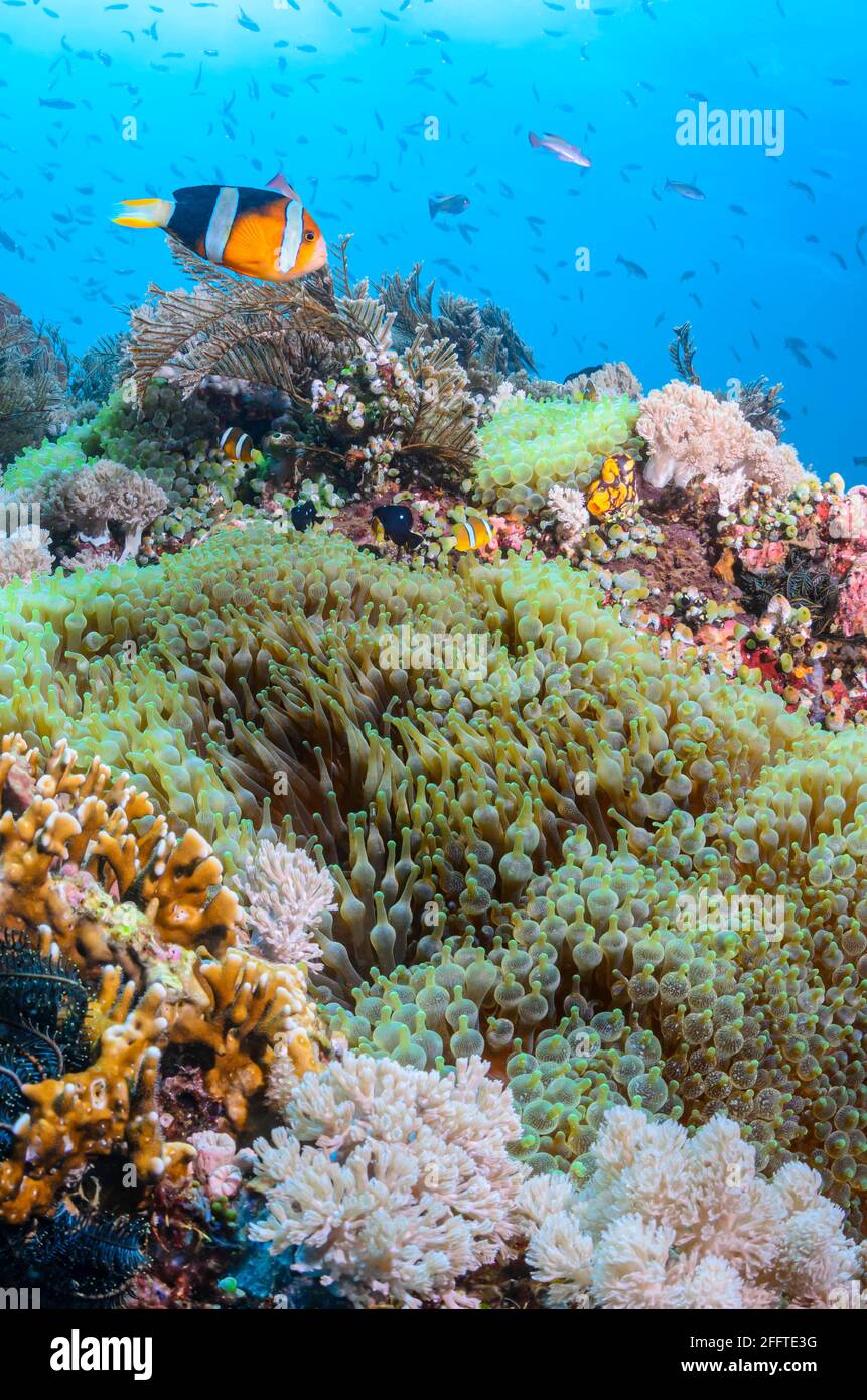 Clark's anemonefish, Amphiprion clarkii, and bubble-tip or bulb-tip ...