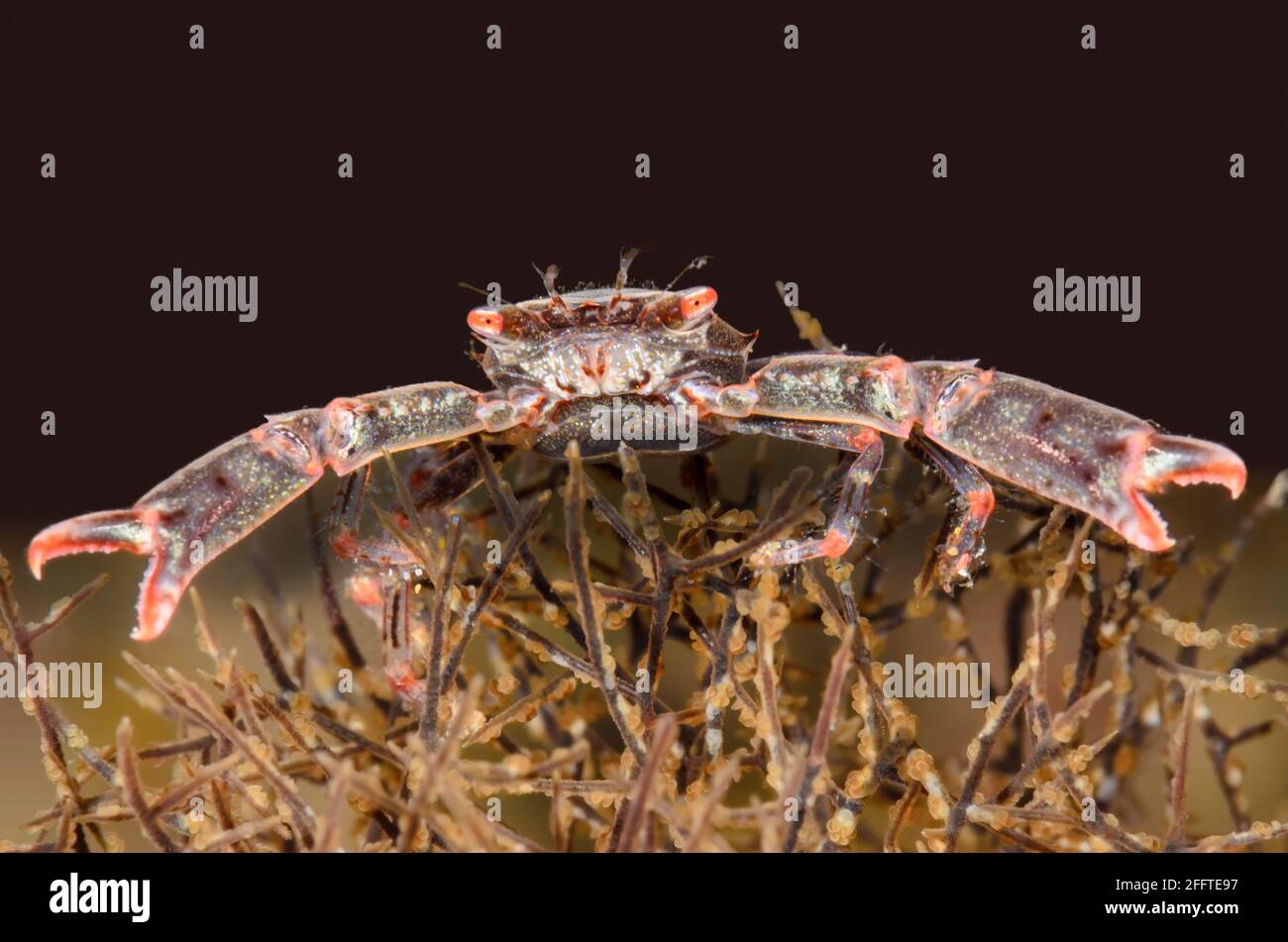 Quadrella maculosa hi-res stock photography and images - Alamy