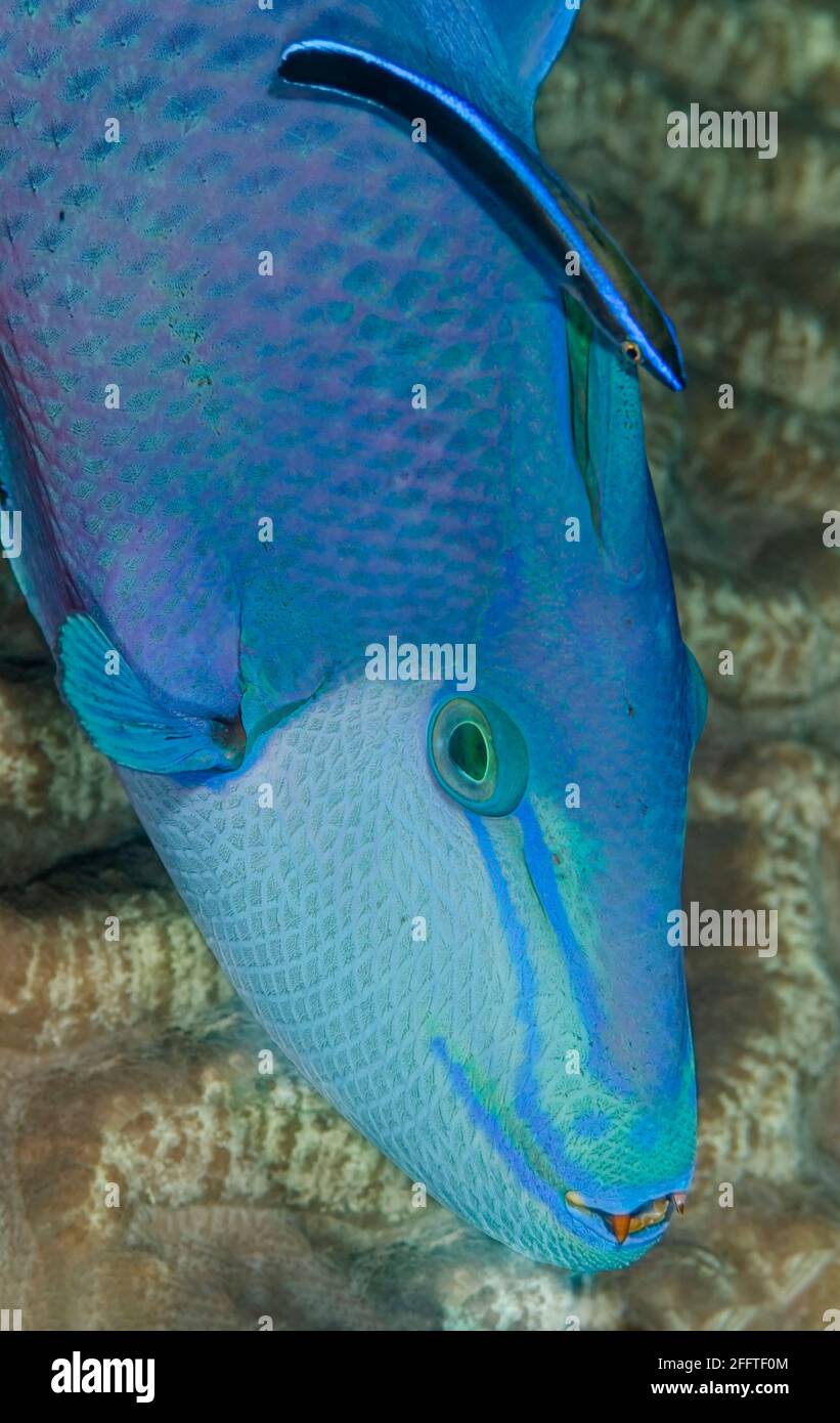 Redtooth triggerfish, Odonus niger, getting cleaned by a Bluestreak ...