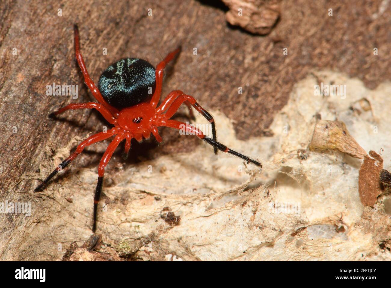 Red and Black Spider Stock Photo - Alamy