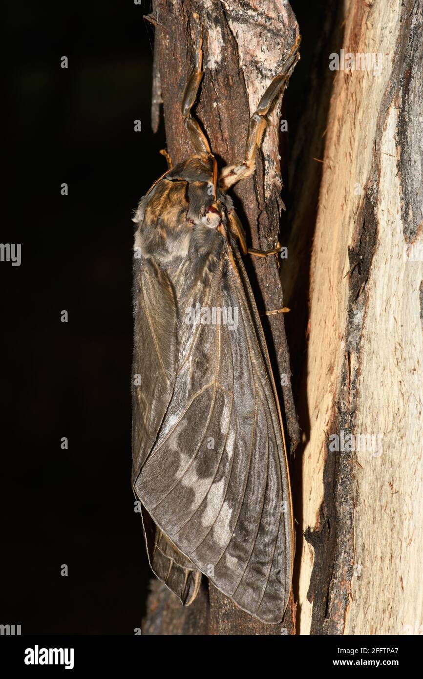World record rain hi-res stock photography and images - Alamy