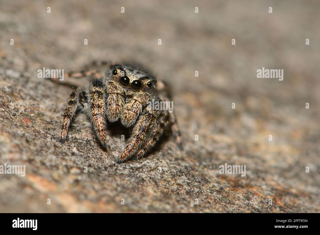 Simaetha hi-res stock photography and images - Alamy